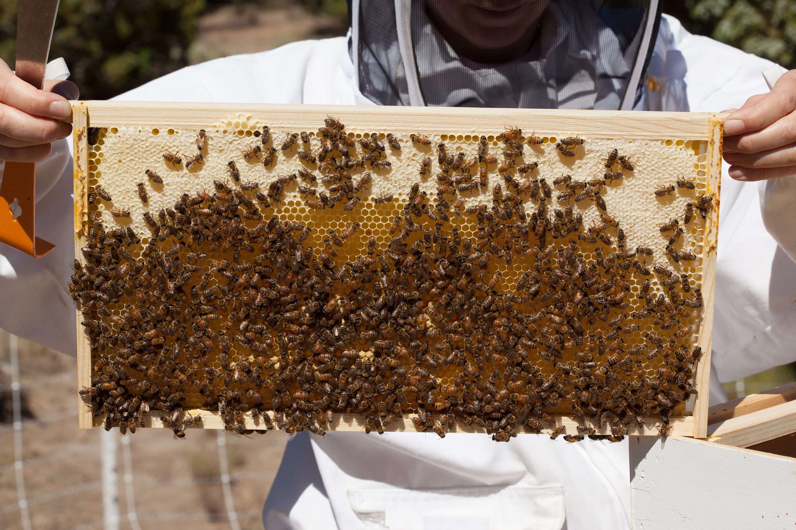 Bees4Vets trains vets and first responders in beekeeping, relieving ...